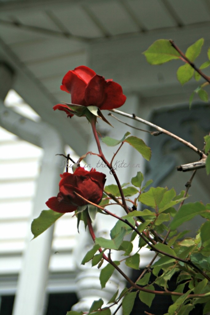 Spring Awakening - Skirt in the Kitchen